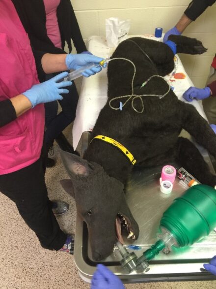 TMS Tuesday - Diesel: K9 Simulator | Soldier Systems Daily Soldier ...