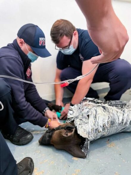 TacMed Tuesday - Importance of K9 Transport Legislation | Soldier ...