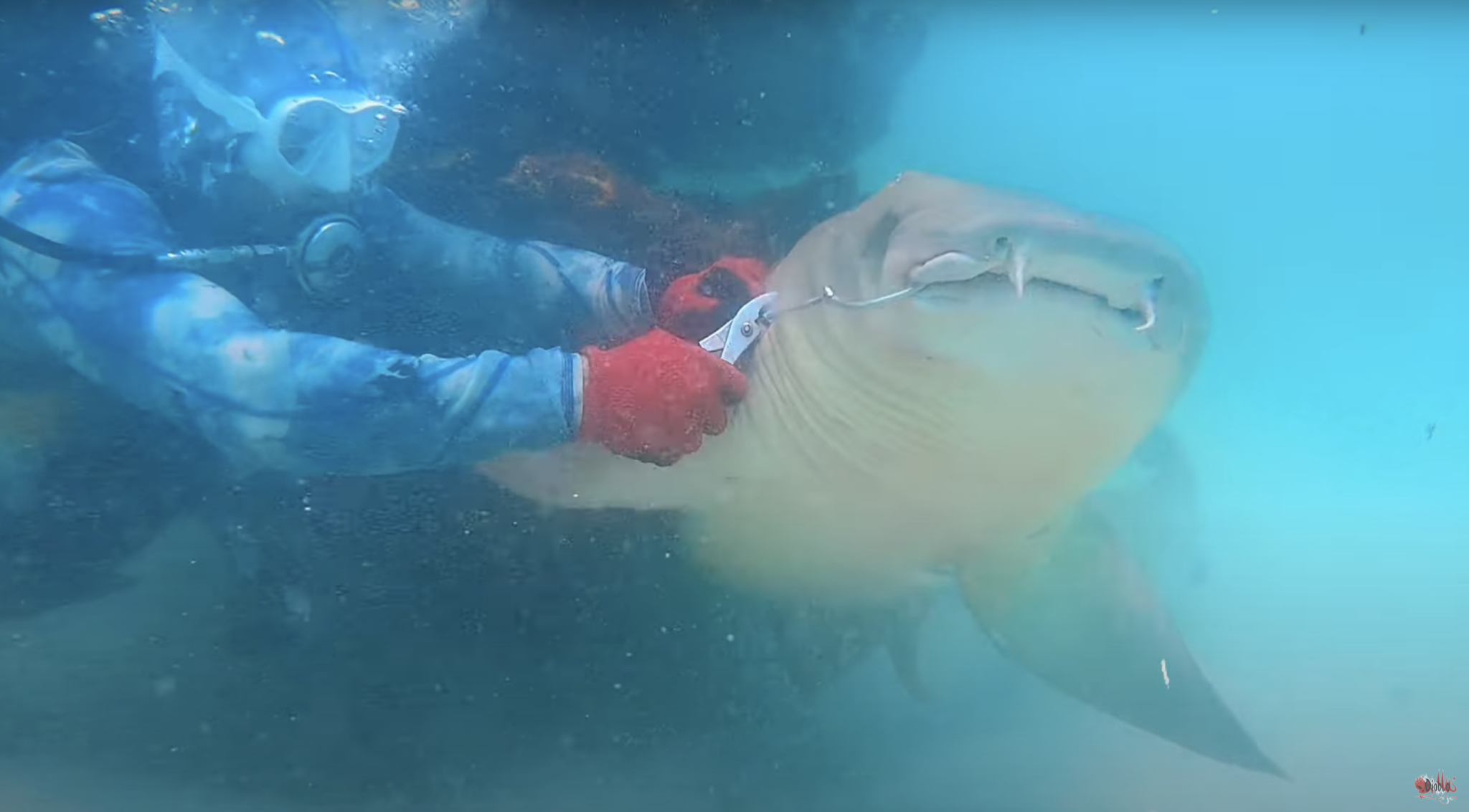 24 SOW Safety Manager Rescues Large Shark | Soldier Systems Daily ...