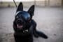 A 'Tail' of Service: Famous 'Doggles' Dog Nick Retires After Eight ...